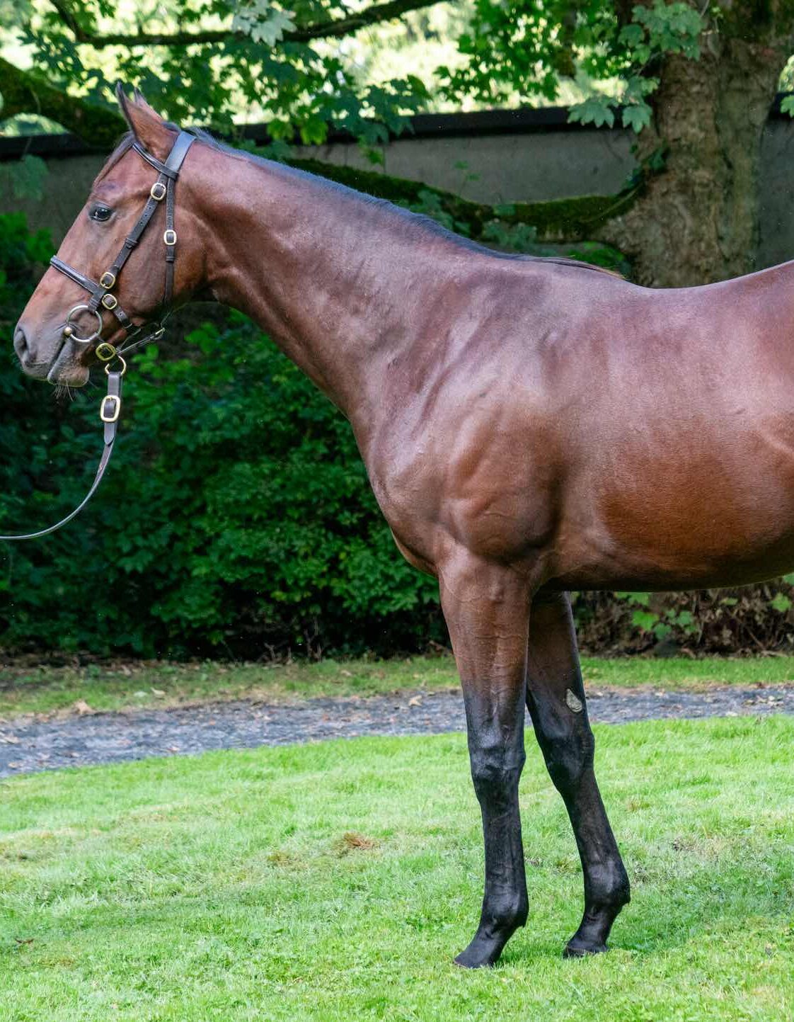 Gallery | James Ferguson Racing