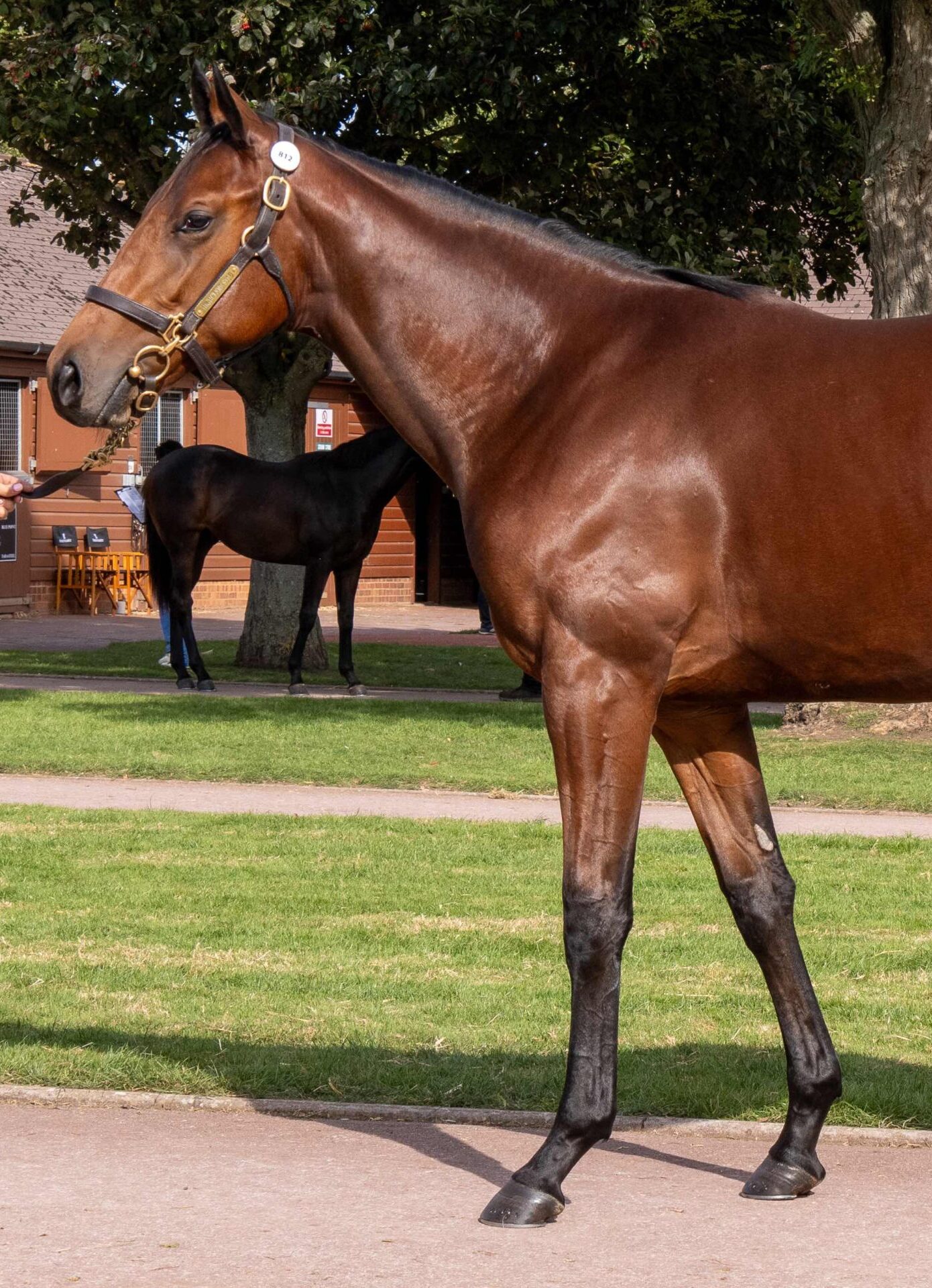 Gallery | James Ferguson Racing